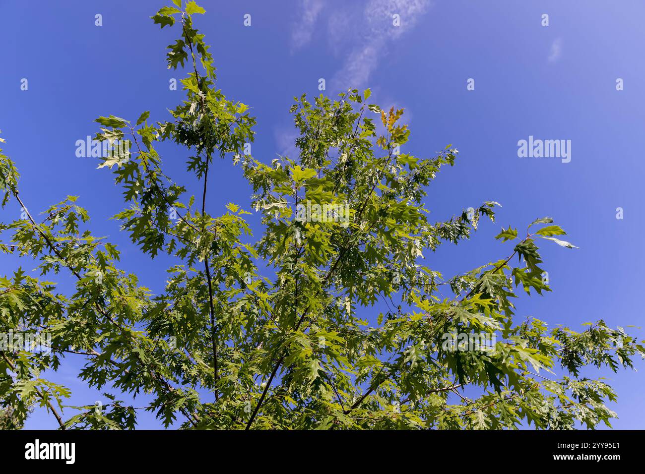 foliage of the oak tree in the summer and the blue sky, the oak tree in ...