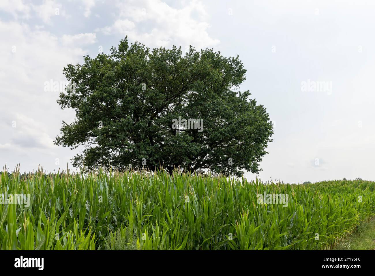 oak tree in a field with green corn, a large amount of sweet corn and ...