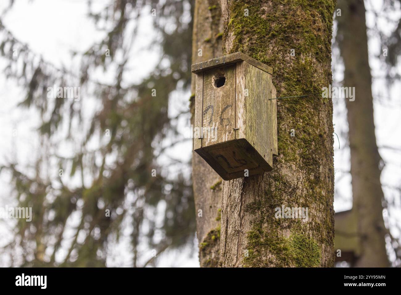 Bird house, a man made shelter for birds high up on the tree top taking ...