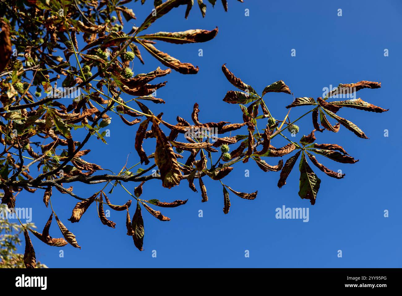 changing the color of the foliage of chestnuts in the middle of summer ...