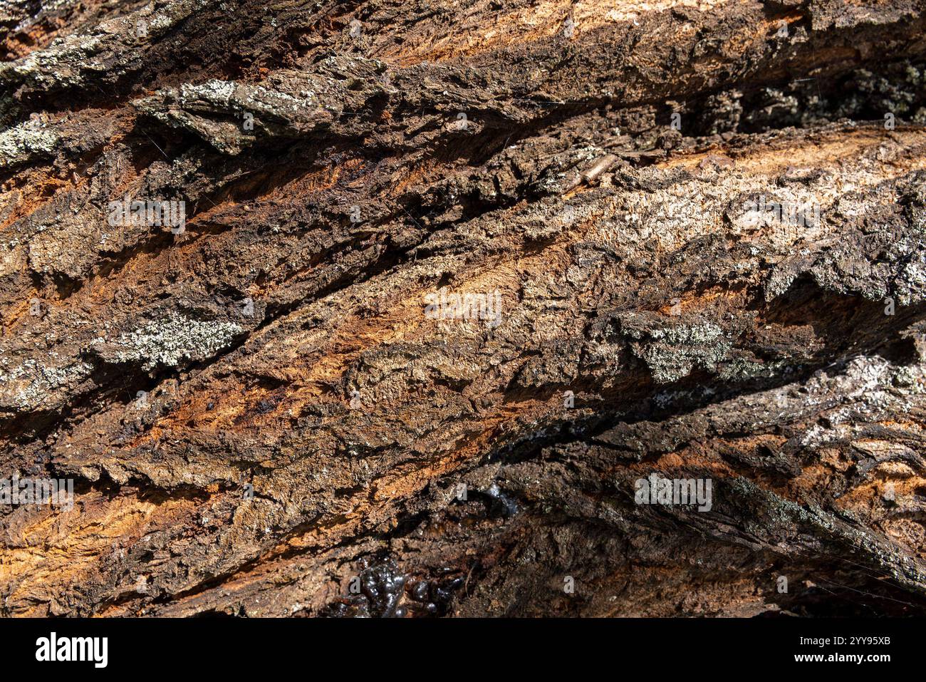 the bark of tree in closeup, part of the bark of an old tree Stock ...