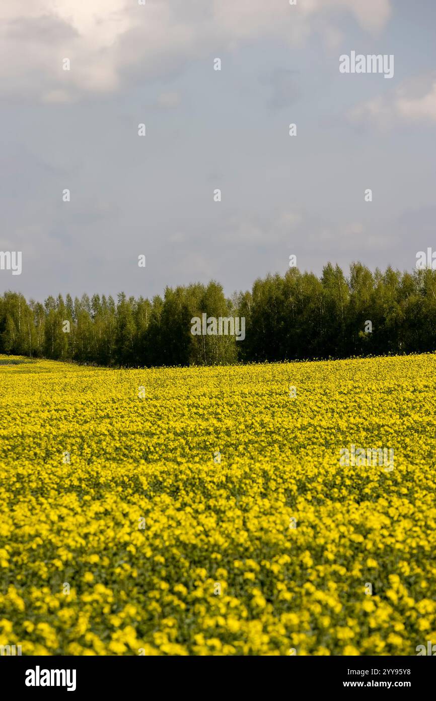 rapeseed flowering in spring, a monocultural field with rapeseed that ...