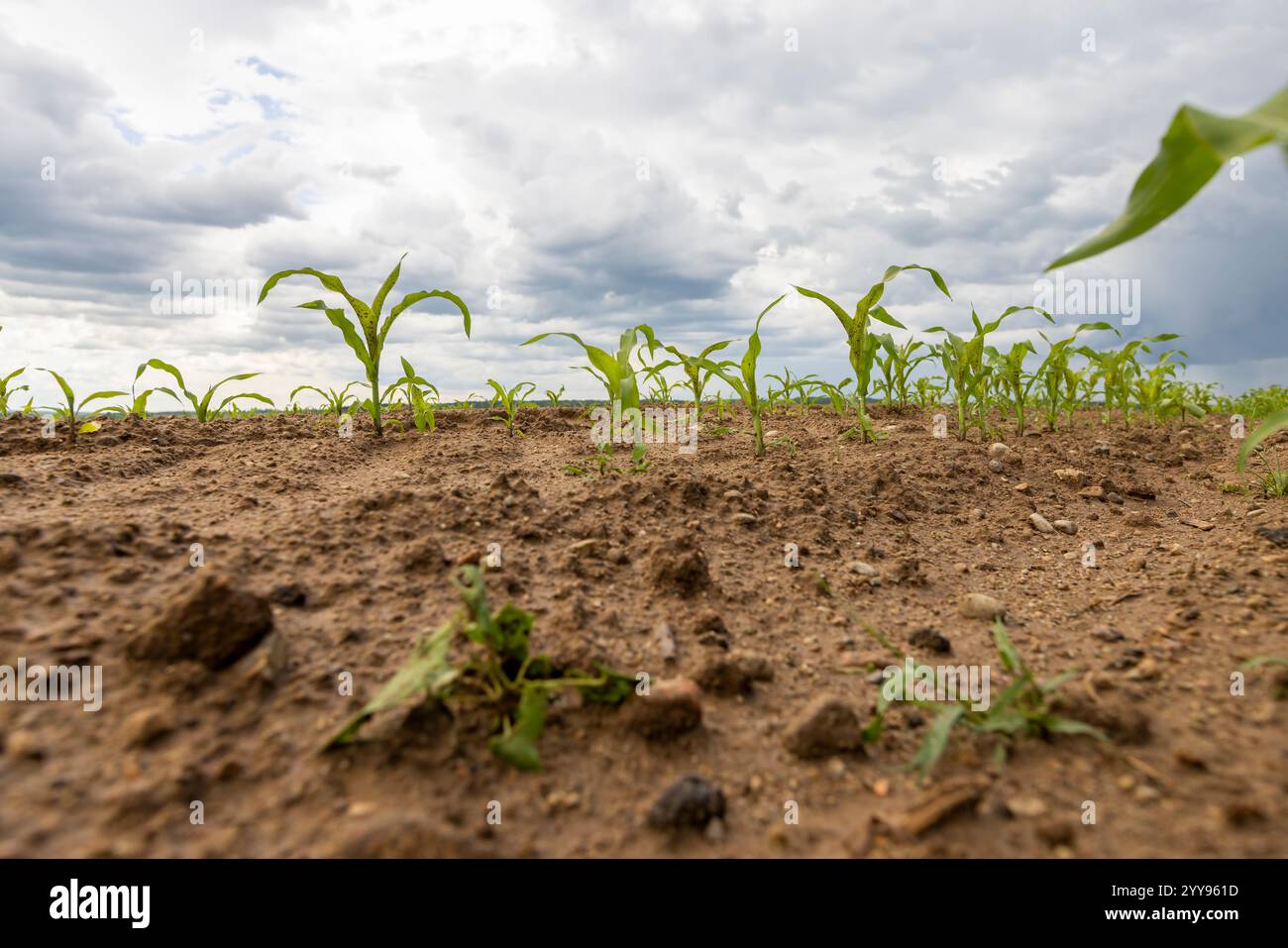 cornfield in cloudy weather, dirty corn in the ground after a rain ...