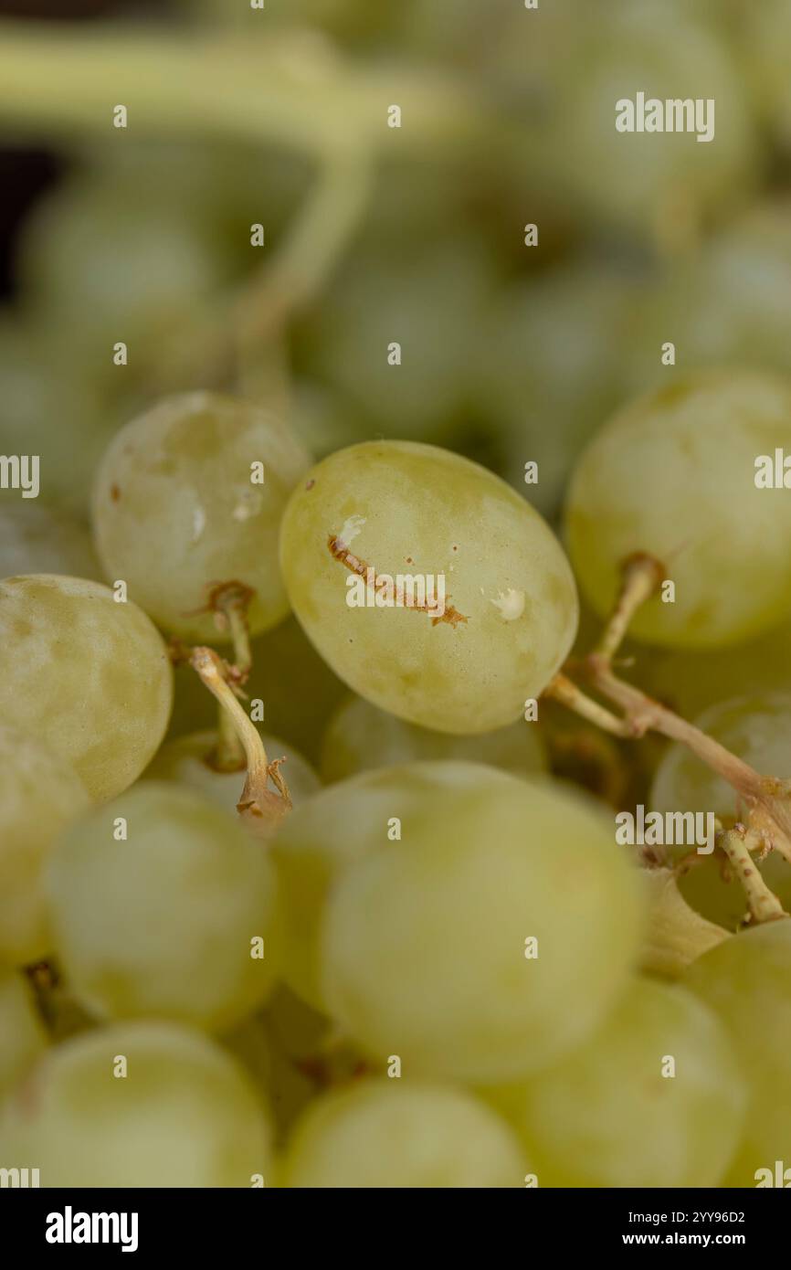 green grapes are on the table, a large number of ripe green grapes are ...