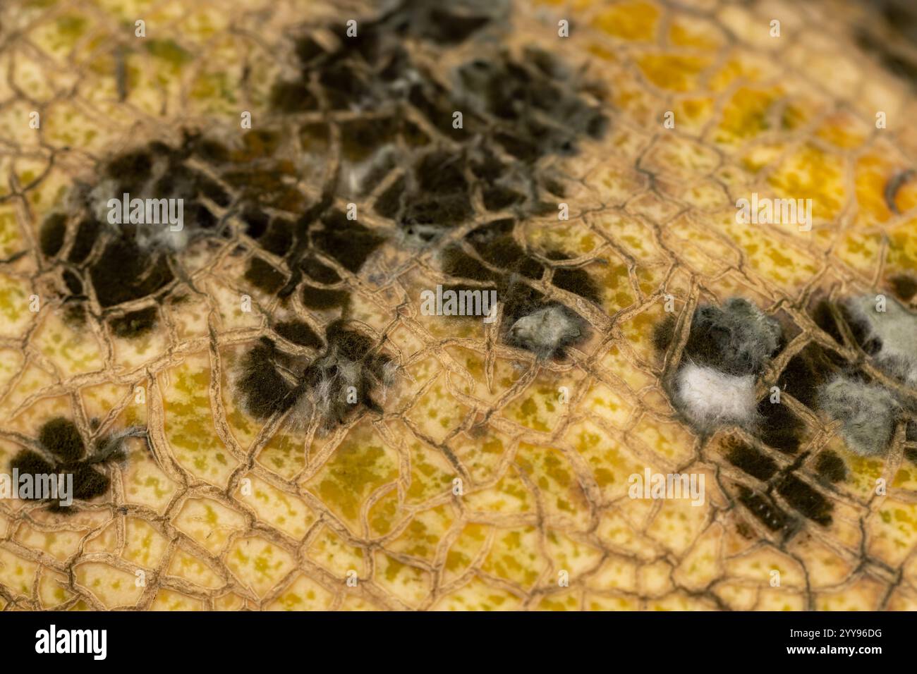 spoiled melon with black spots from mold and mildew, spoiled food ...