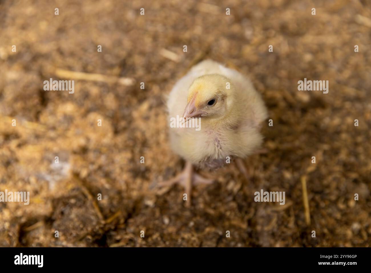 chickens in a poultry house of a farm for growing meat breeds, small ...
