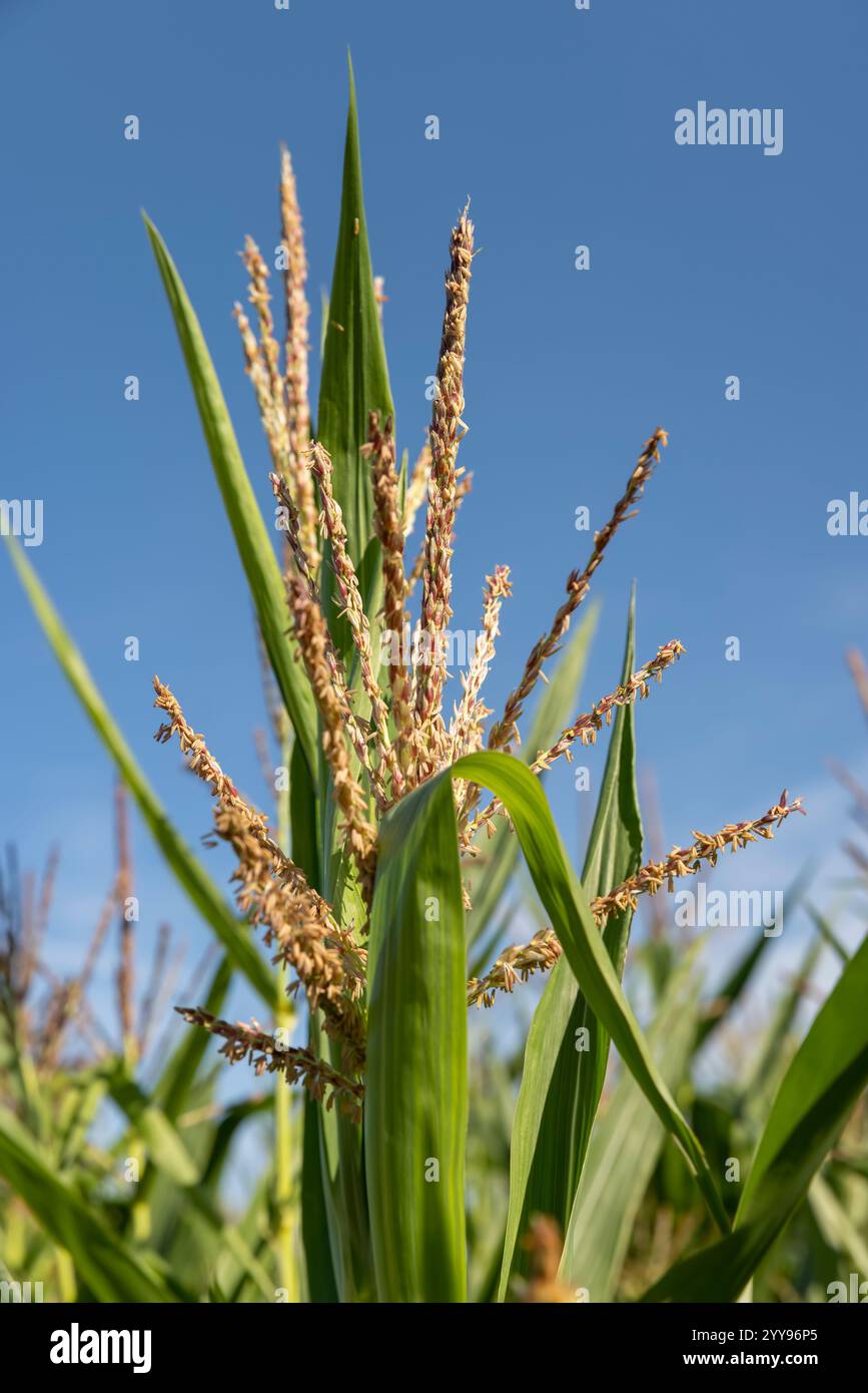 corn in the field during flowering and pollination close up, sprouts ...