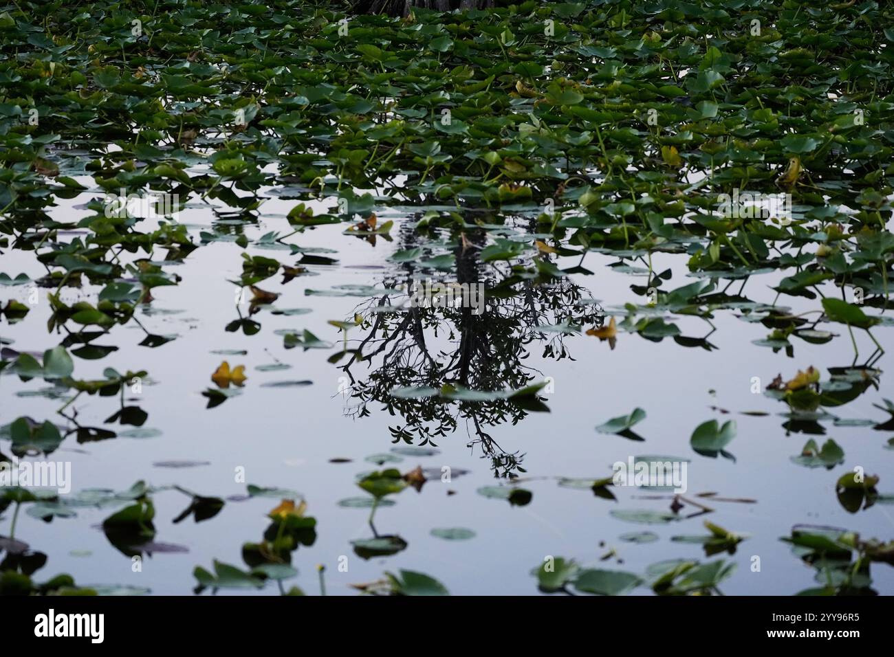 A tree is reflected in waters covered with spatterdock inside Florida's ...
