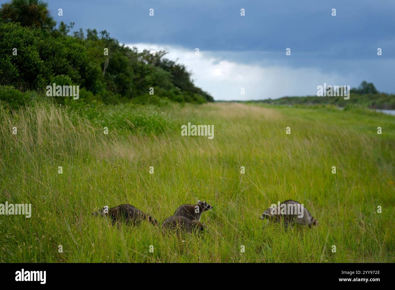Raccoons explore their new environment after being released on the ...