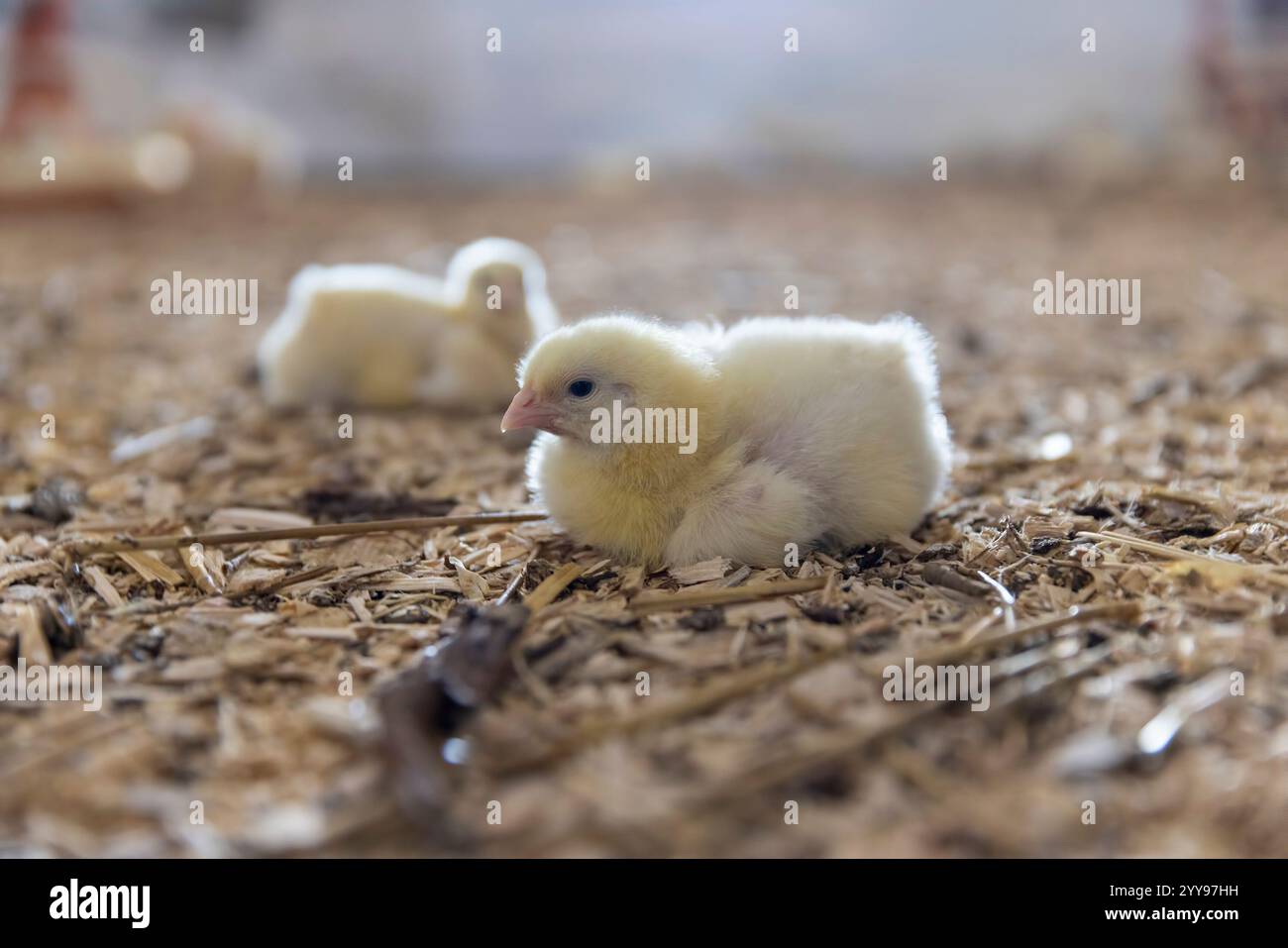 yellow broiler chickens with fluff in the poultry farm, chickens in the ...