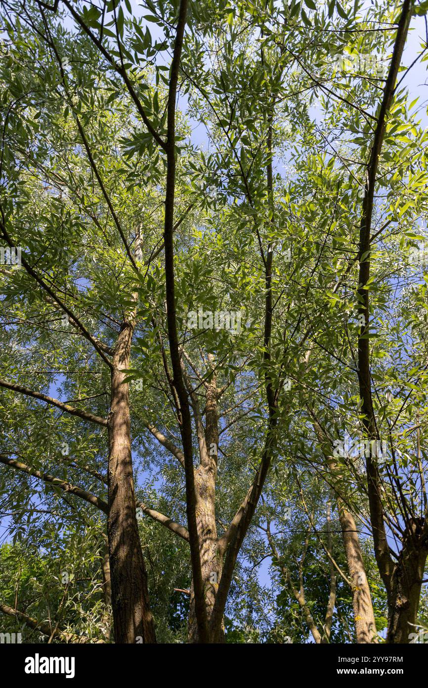 the green foliage of a willow tree in sunny weather, a beautiful willow ...