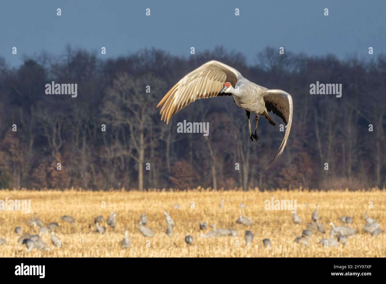 A sandhill crane glides over a recently harvested field while other ...