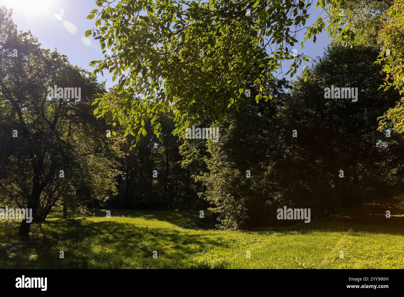 Mixed deciduous forest with green foliage in summer, the sun shines ...