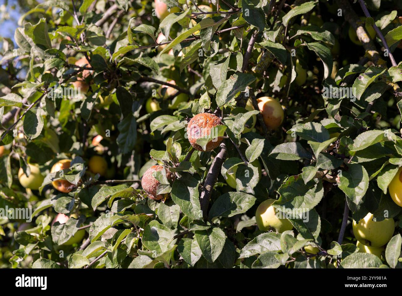 red ripe apples that have rotted on the branches, hanging on the ...