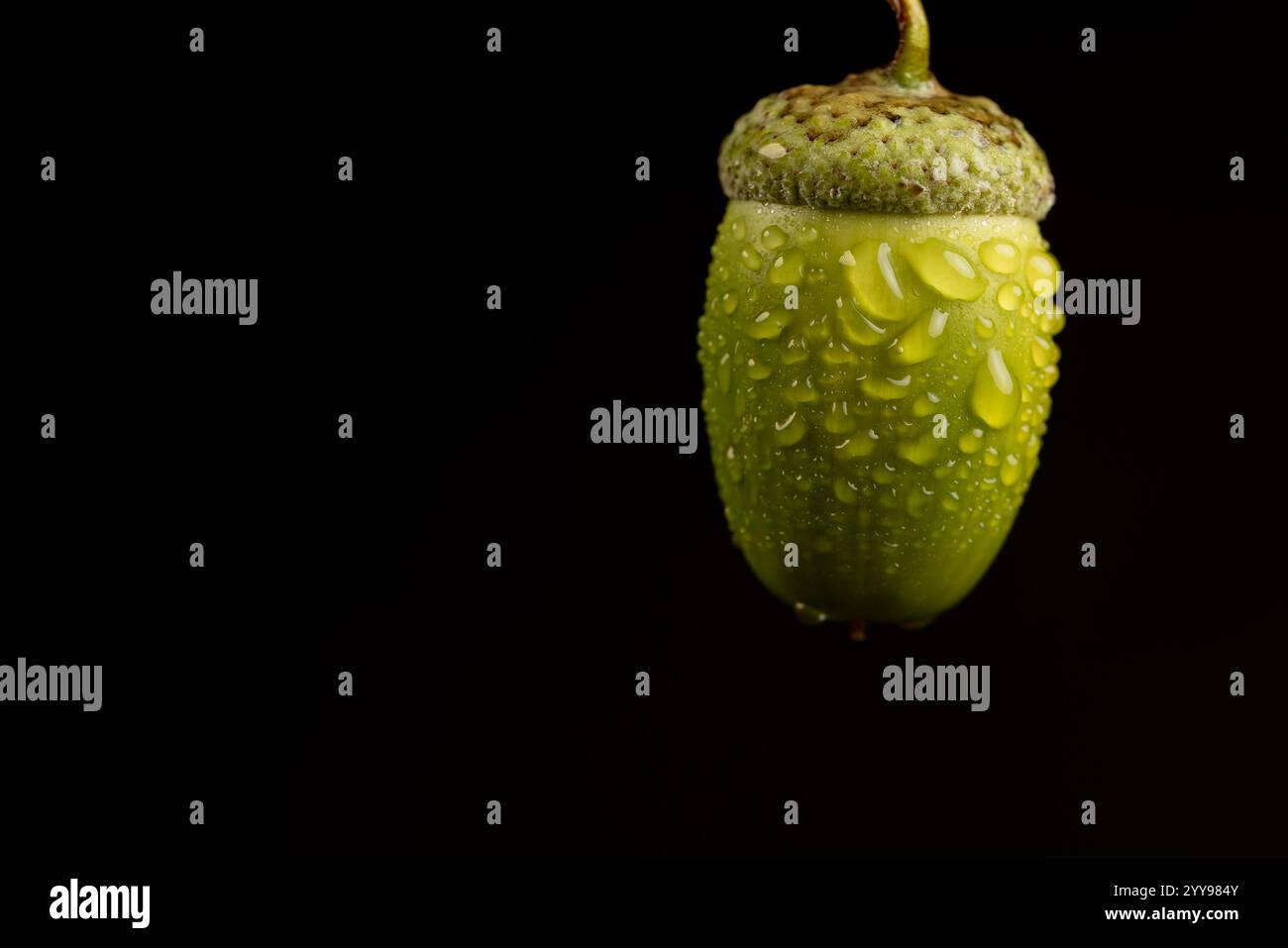 wet green big oak fruits acorns, wet in drops of water green oak acorn ...