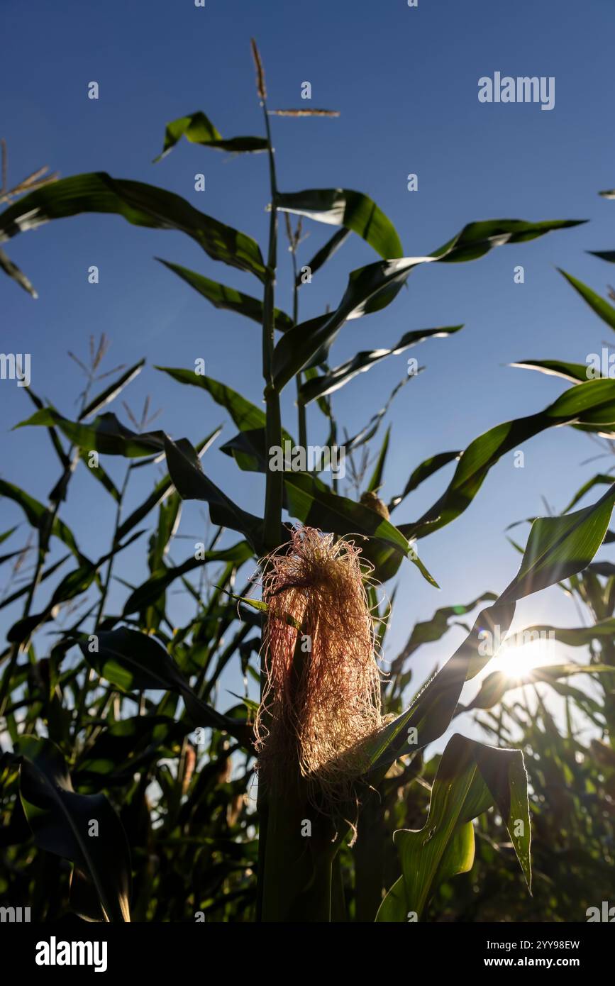field with green corn field during the flowering of corn, beautiful ...