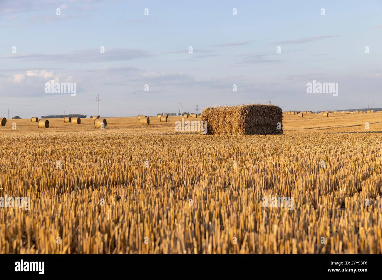 stacks of golden wheat straw in a field, landscape , rectangular stacks ...