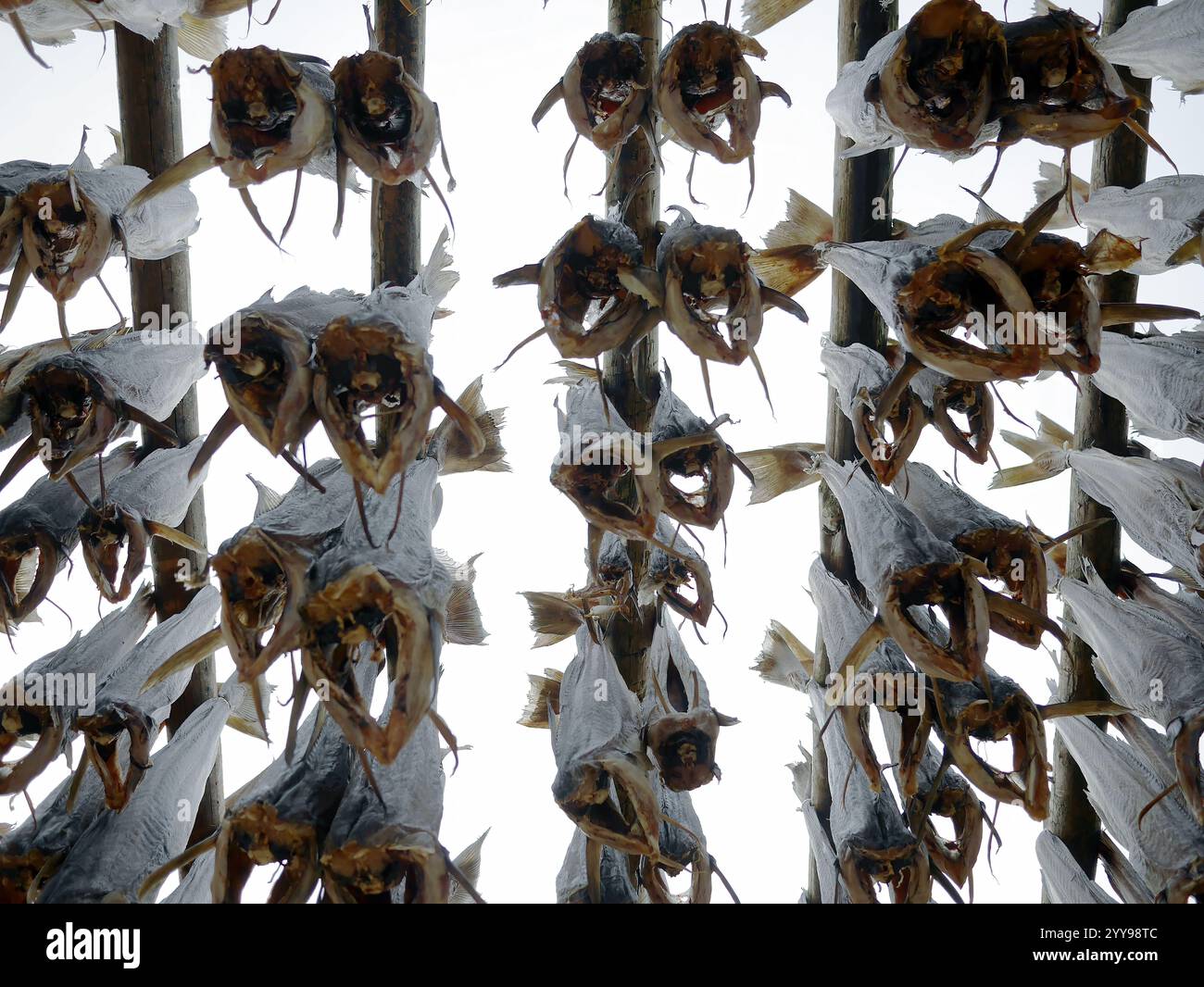 Fish drying on frame hi-res stock photography and images - Alamy