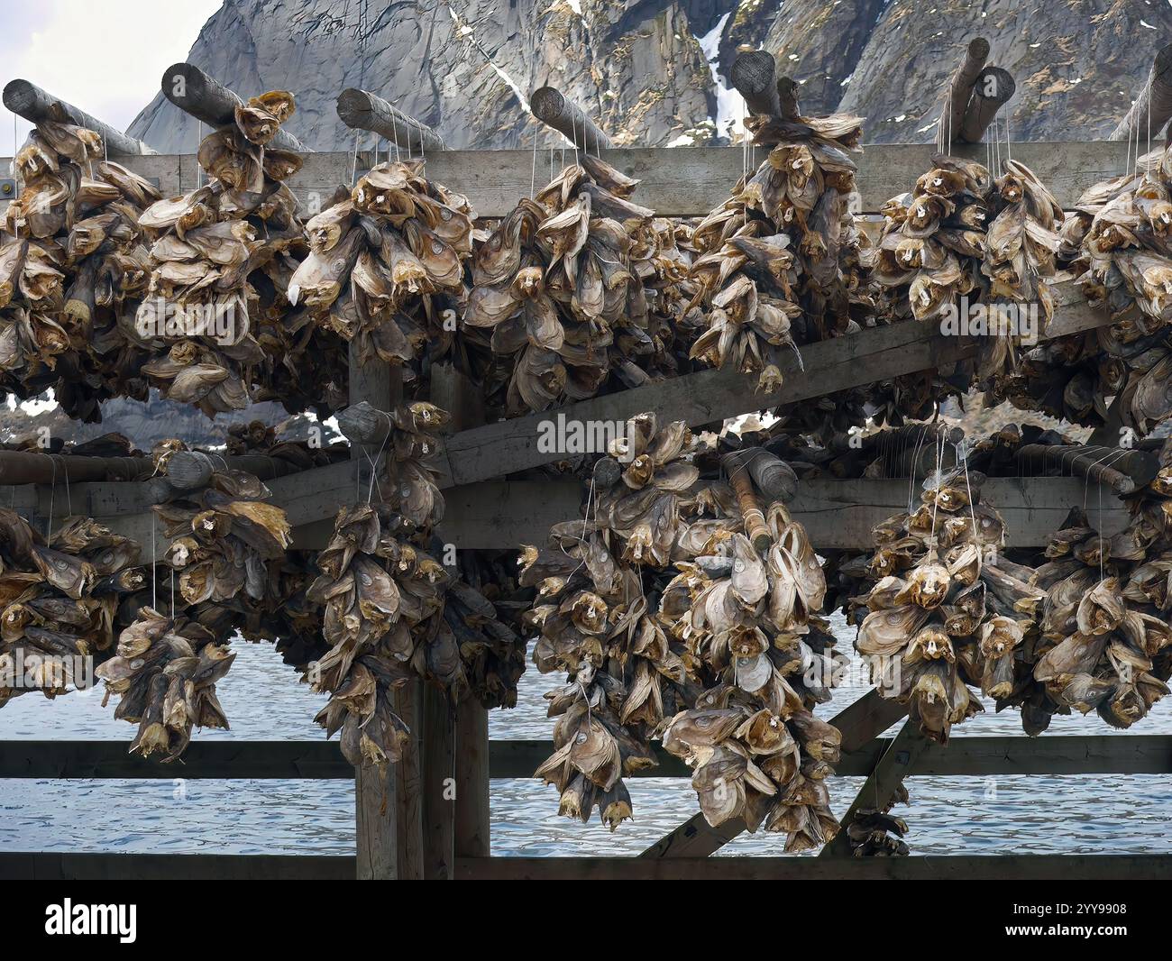Cod heads and stockfish hanging on outdoor wooden racks, Traditional ...