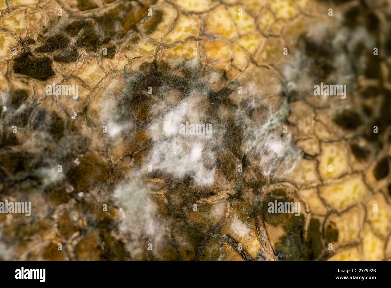 bad melon with black spots from mold and mildew, spoiled food covered ...