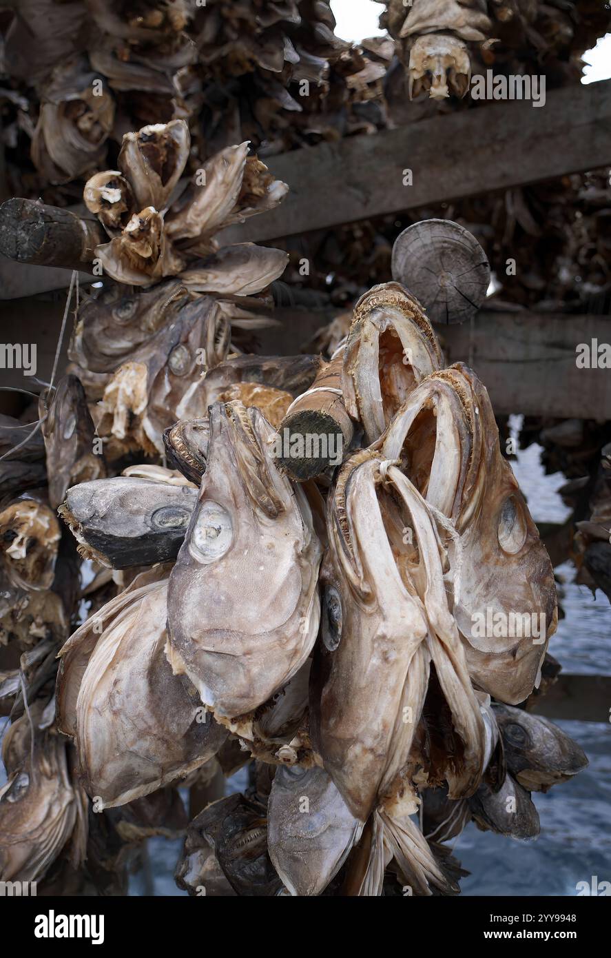 Cod heads and stockfish hanging on outdoor wooden racks, Traditional ...