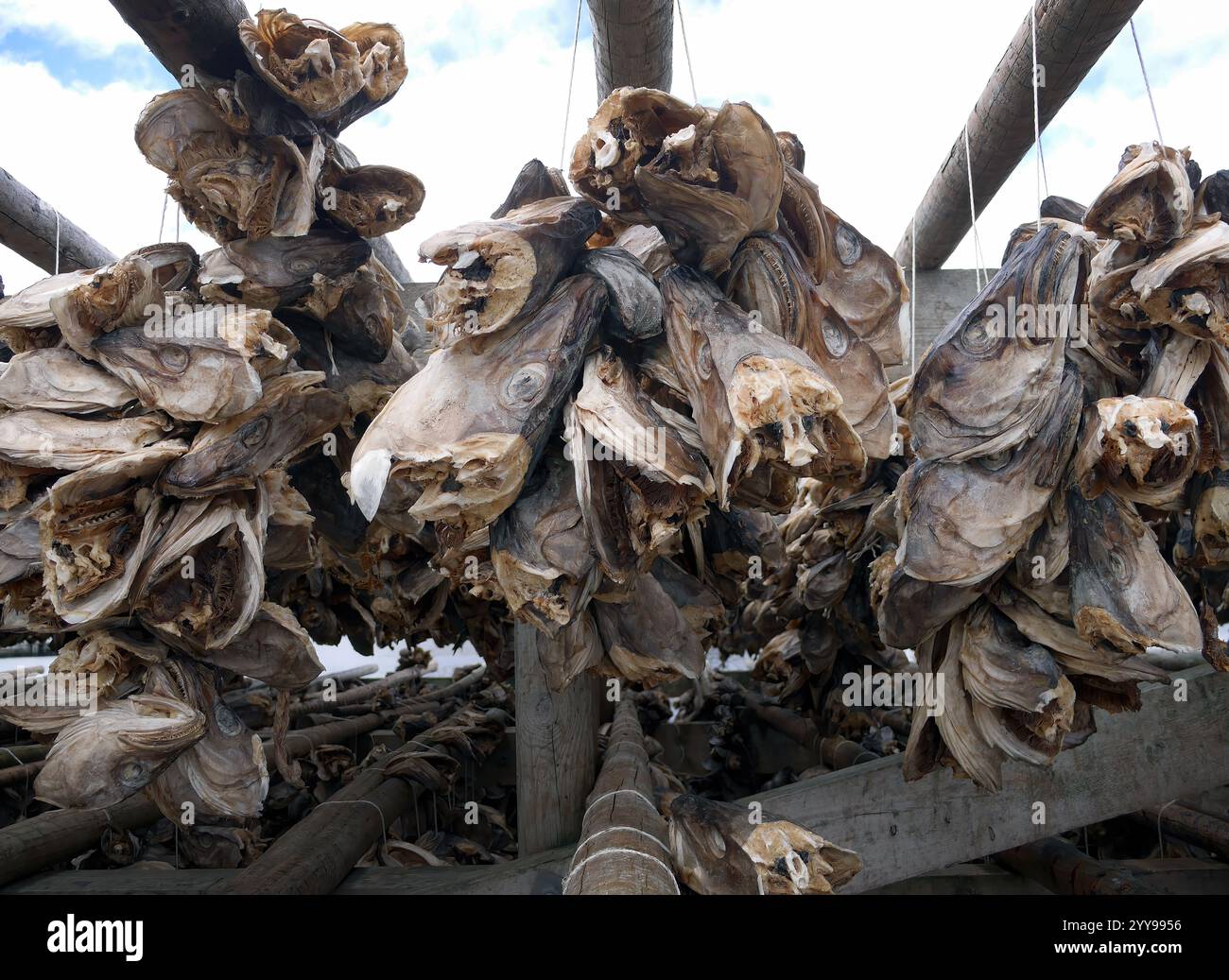 Fish drying on frame hi-res stock photography and images - Alamy