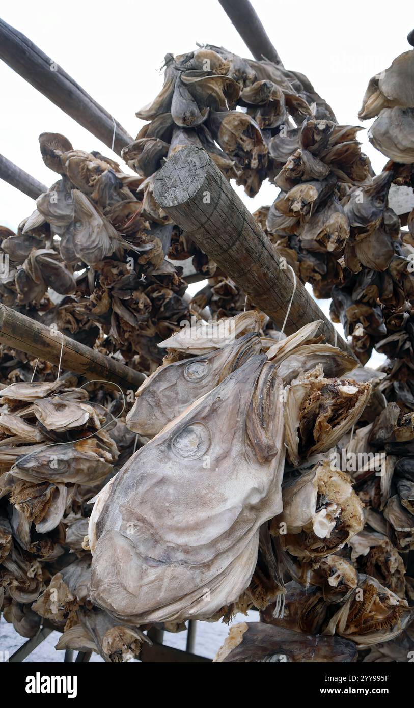 Cod heads and stockfish hanging on outdoor wooden racks, Traditional ...