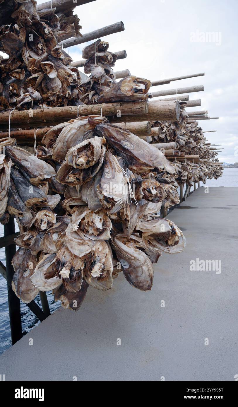 Cod heads and stockfish hanging on outdoor wooden racks, Traditional ...
