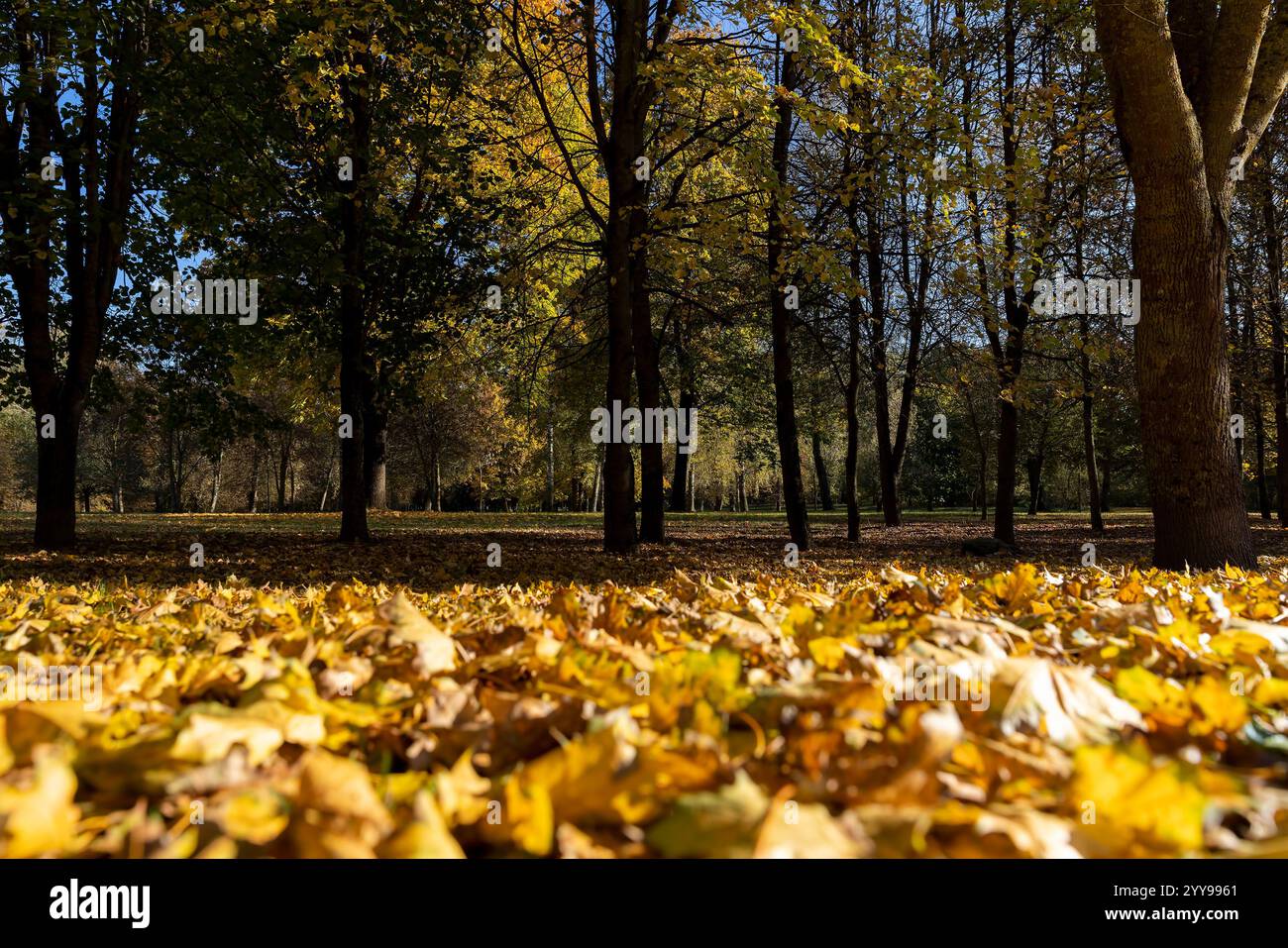 park with yellowing maple trees in autumn , park with deciduous trees in sunny weather Stock ...