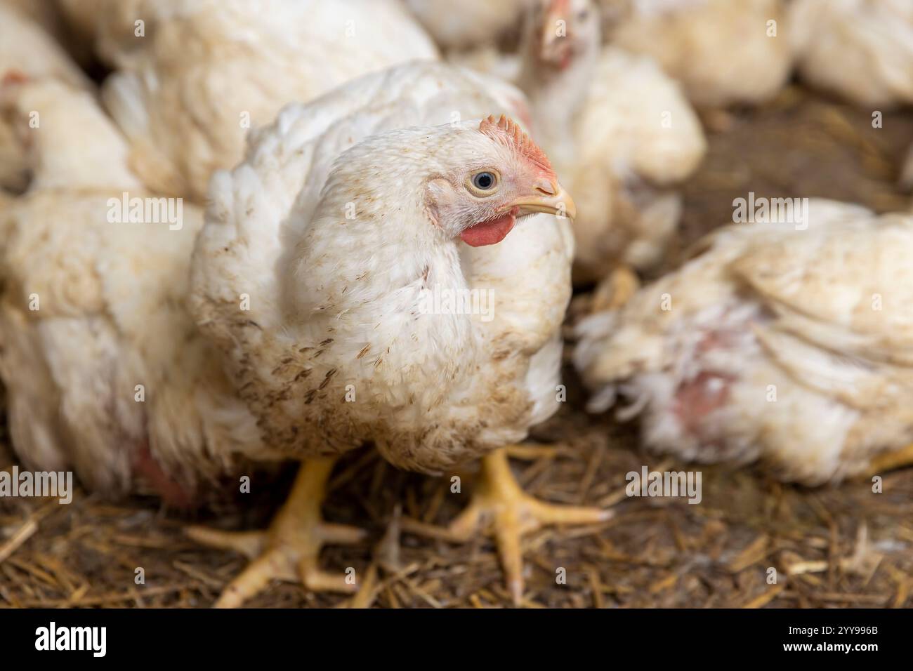 fattened large chickens at a poultry farm are located close to each other, fat meat chickens in ...