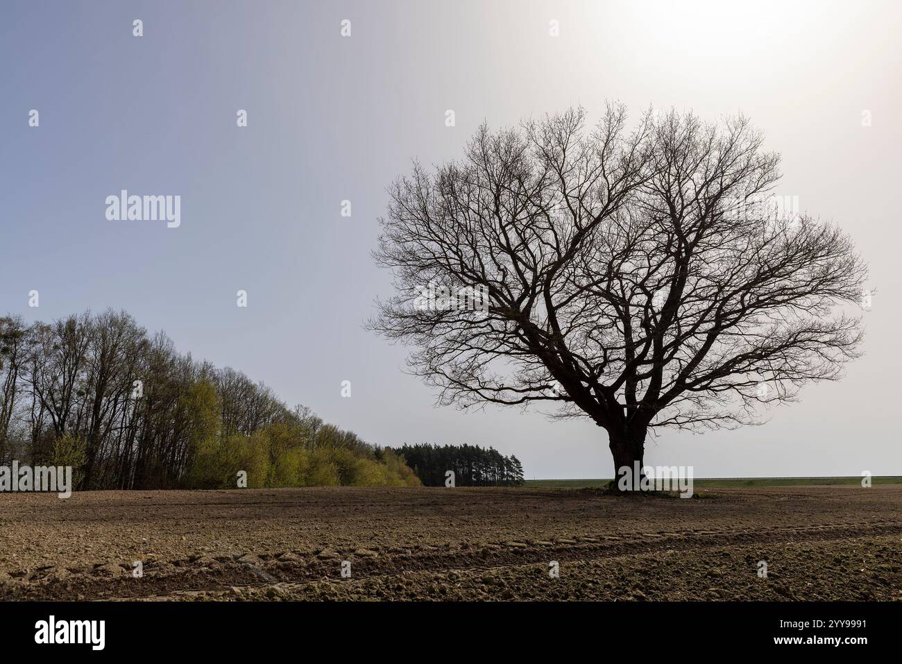 one oak tree growing in a field, a plowed field on which a lone oak ...