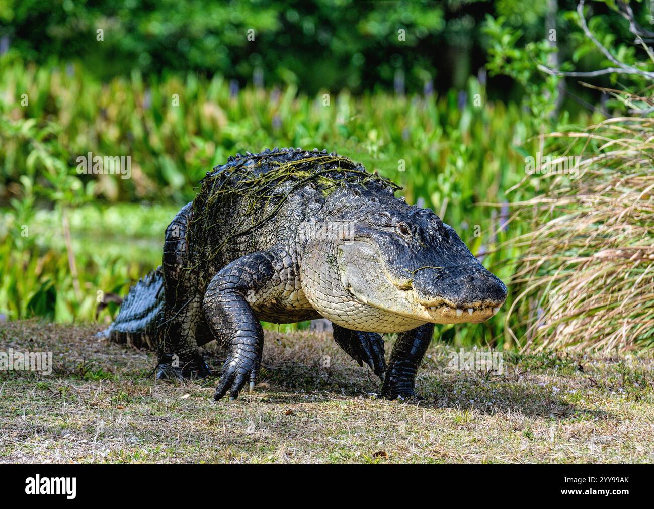 Alligator colors hi-res stock photography and images - Alamy