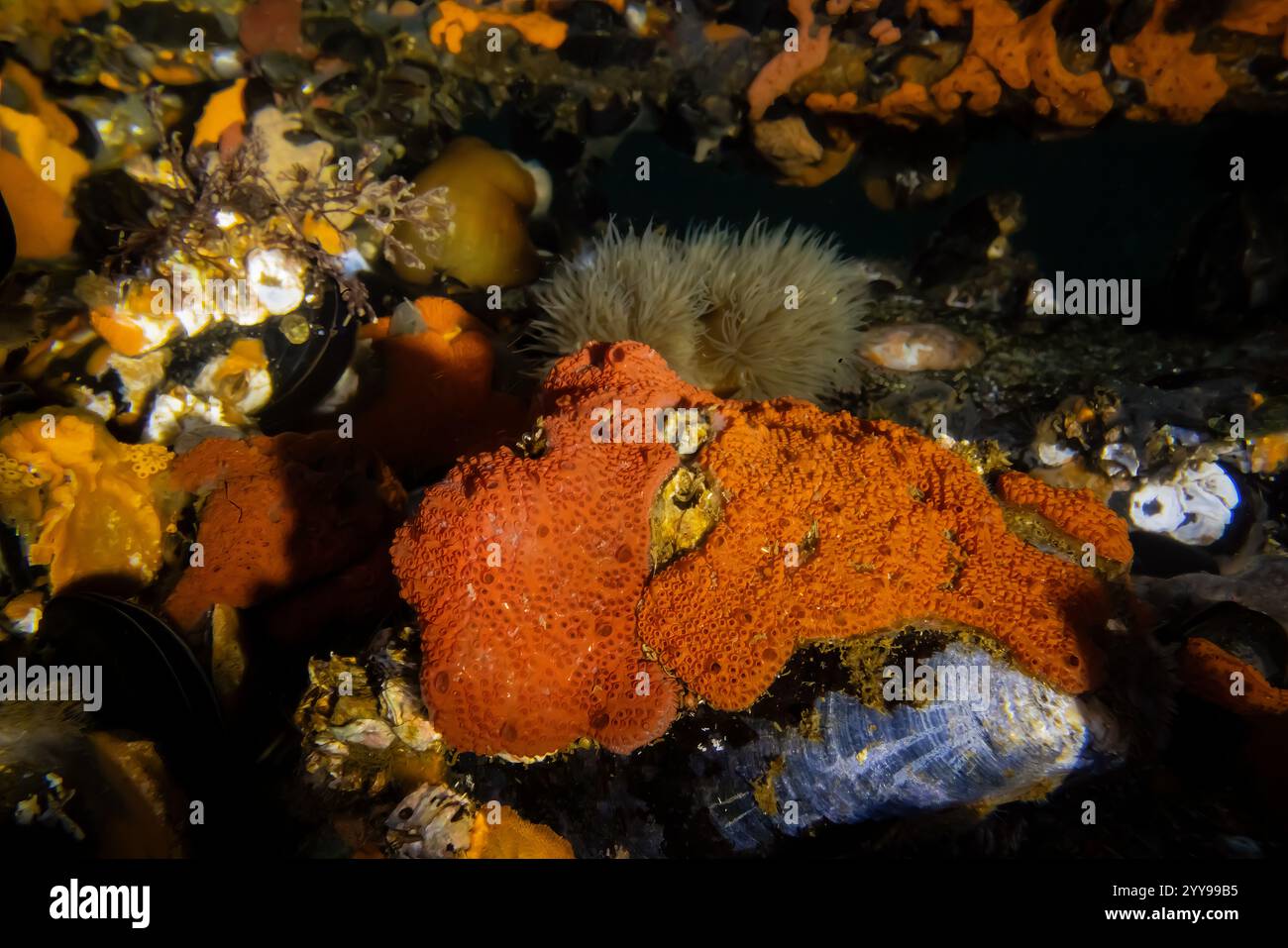 Chain Tunicate, Botrylloides violaceus, an invasive species in Port ...