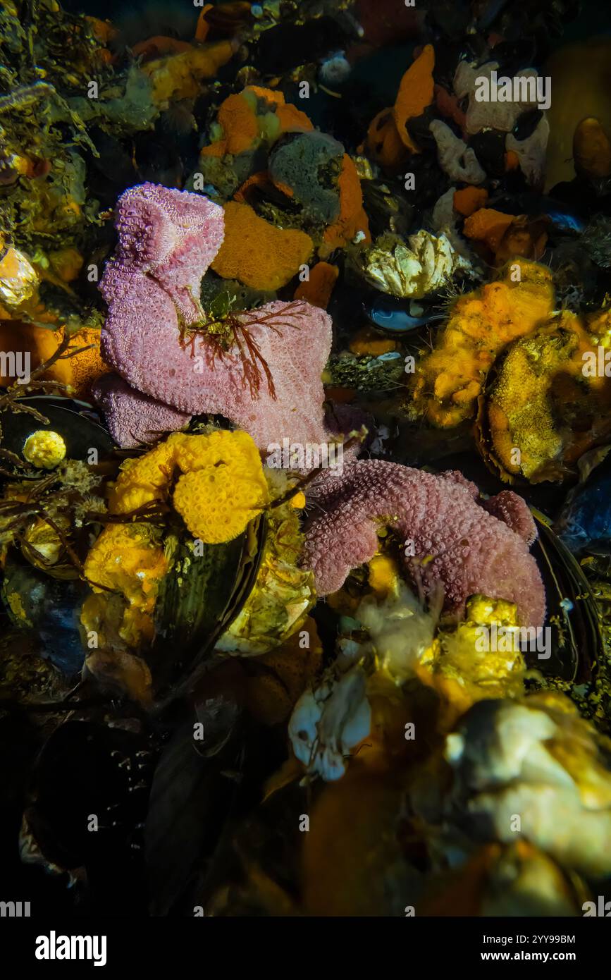 Chain Tunicate, Botrylloides violaceus, an invasive species in Port ...