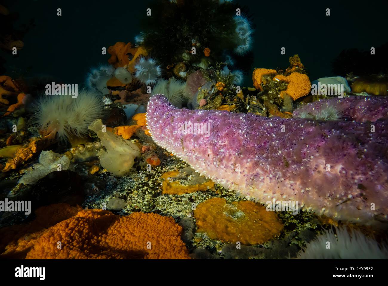 Sea Star, Pisaster ochraceus, on dock in Port Orchard Marina, Port ...