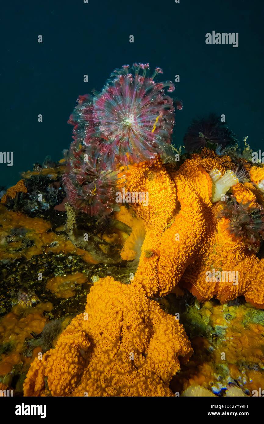 Chain Tunicate being covered by Northern Feather Duster Worm in Port ...