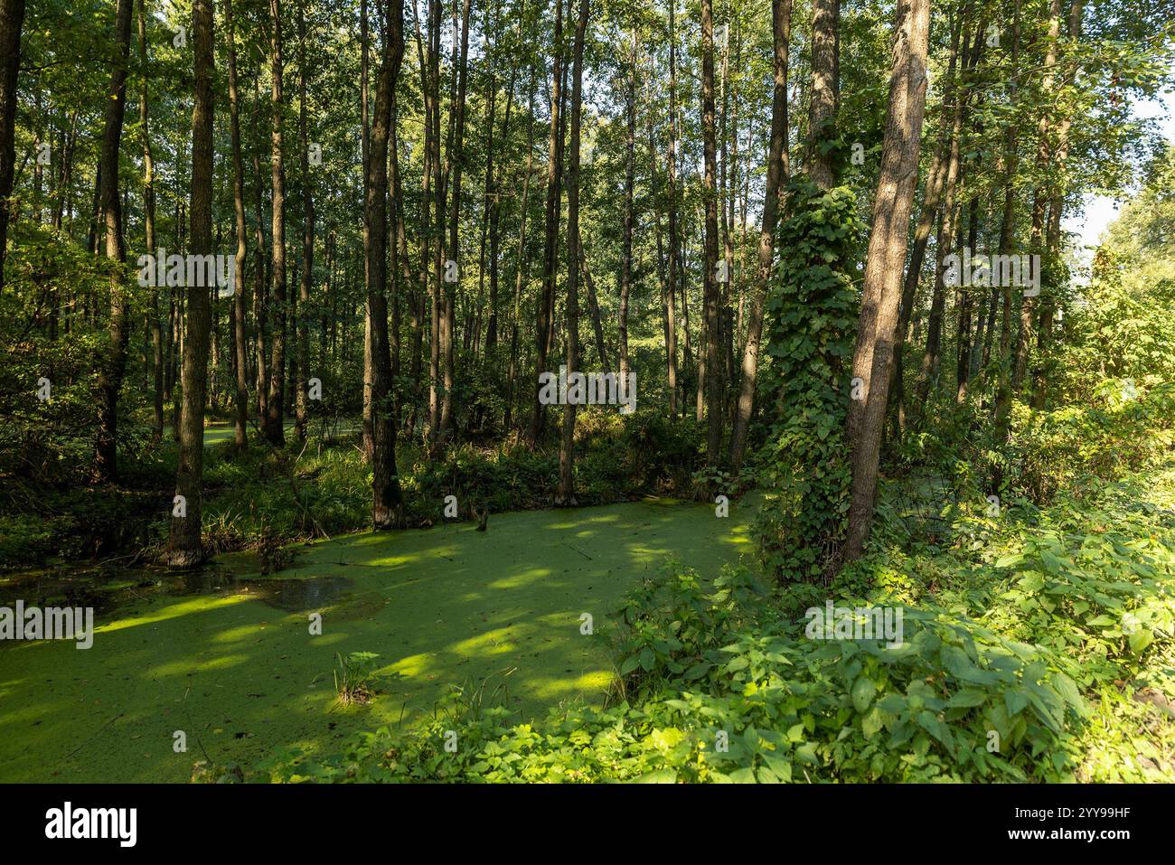 green trees in the swamp in the summer, green grass and deciduous trees ...