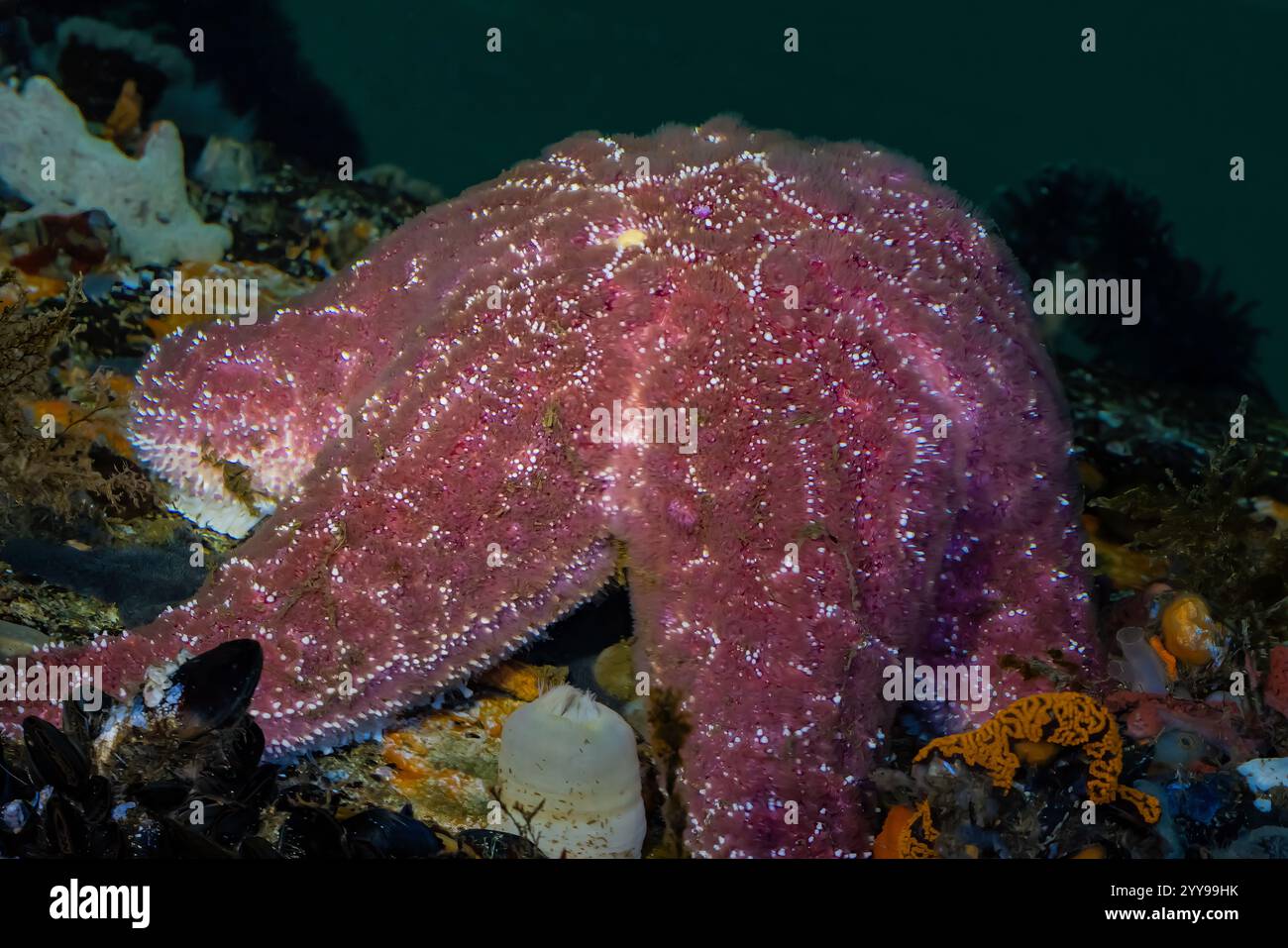 Sea Star, Pisaster ochraceus, on dock in Port Orchard Marina, Port ...