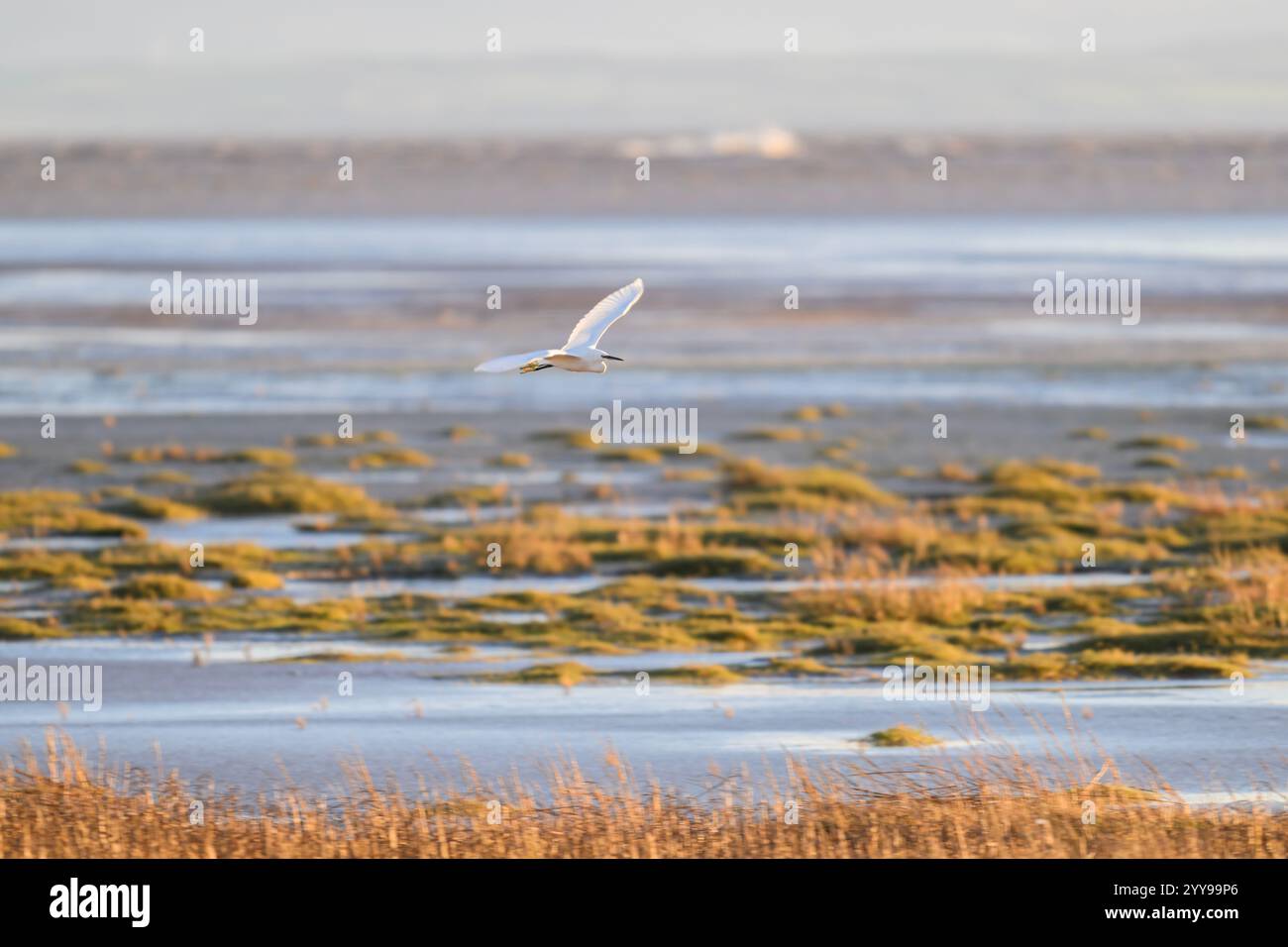 Egret little (Egretta garzetta), in flight over the Solway estuary in ...