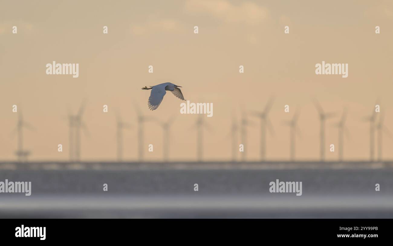 Egret little (Egretta garzetta), in flight over the Solway estuary in ...