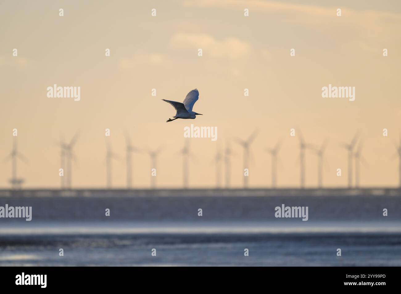 Egret little (Egretta garzetta), in flight over the Solway estuary in ...