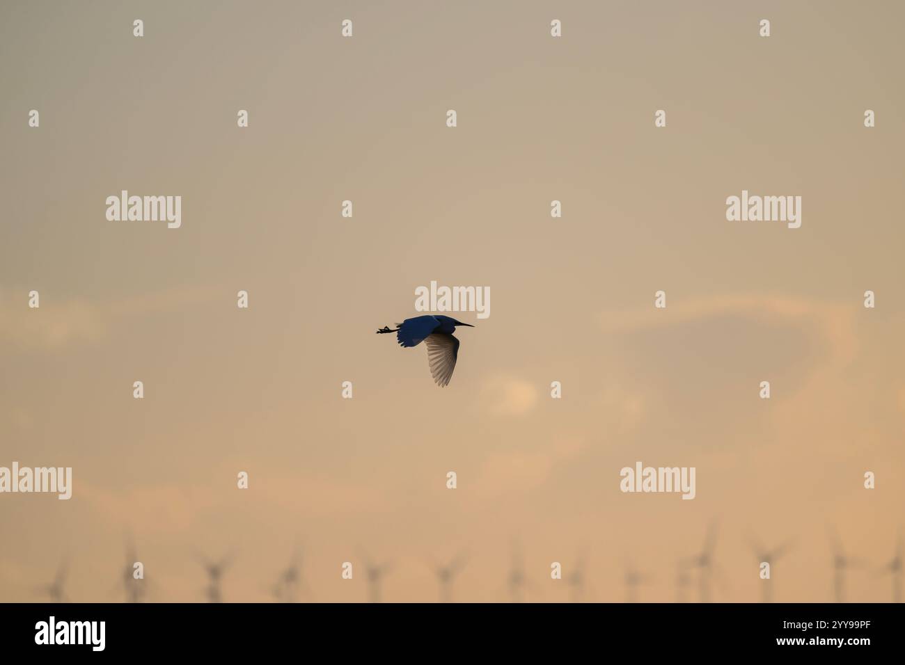 Egret little (Egretta garzetta), in flight over the Solway estuary in ...