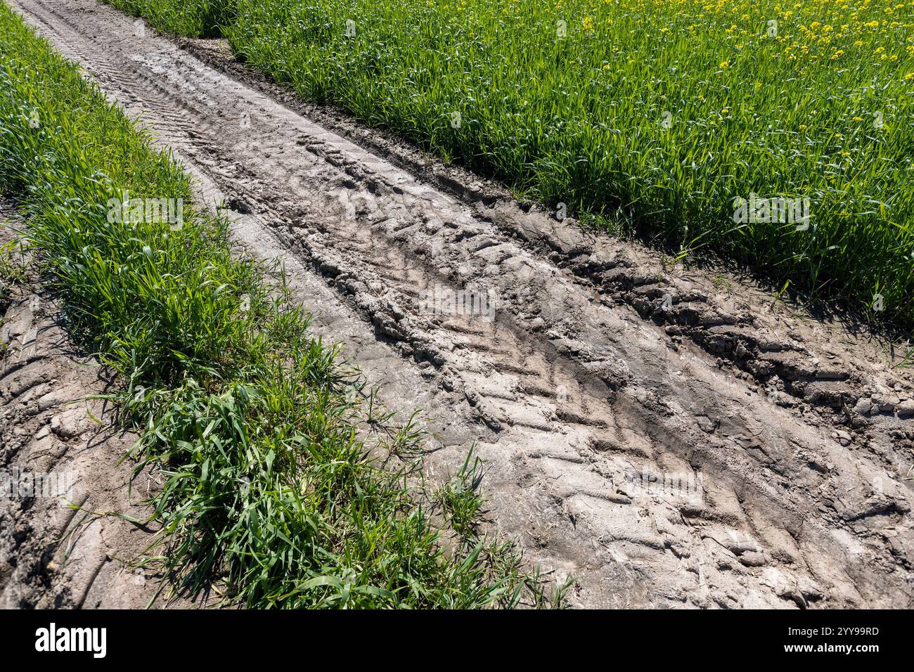 road in the field , ruts in the sand formed from transport during ...