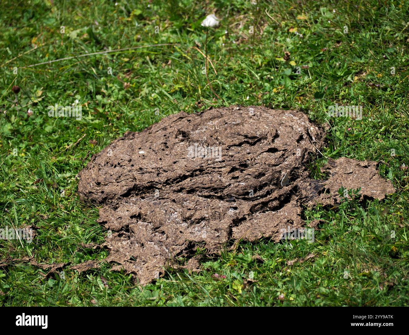 cow dung excrement on grass detail Stock Photo - Alamy