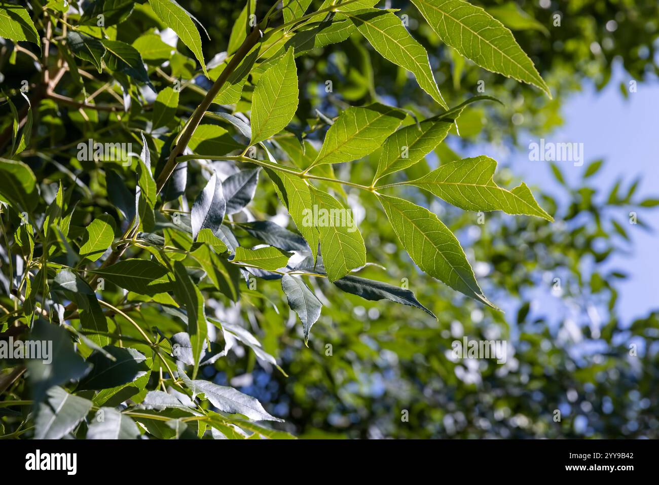 the green foliage of the ash tree in the summer, foliage of the ash ...