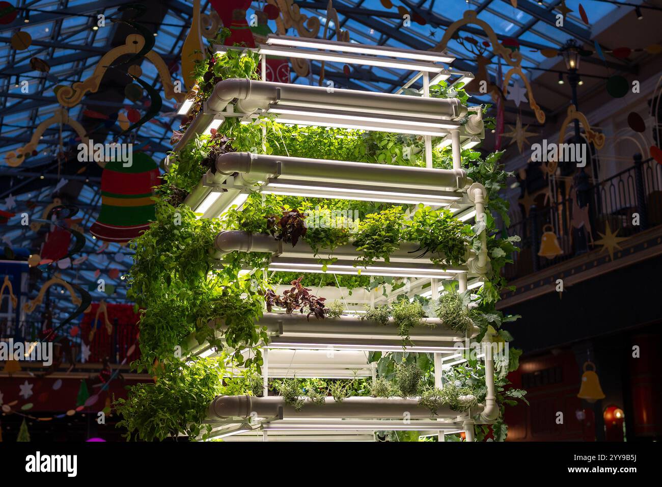 Growing spice plants, lettuce, mint basil in smart vertical farm with ...