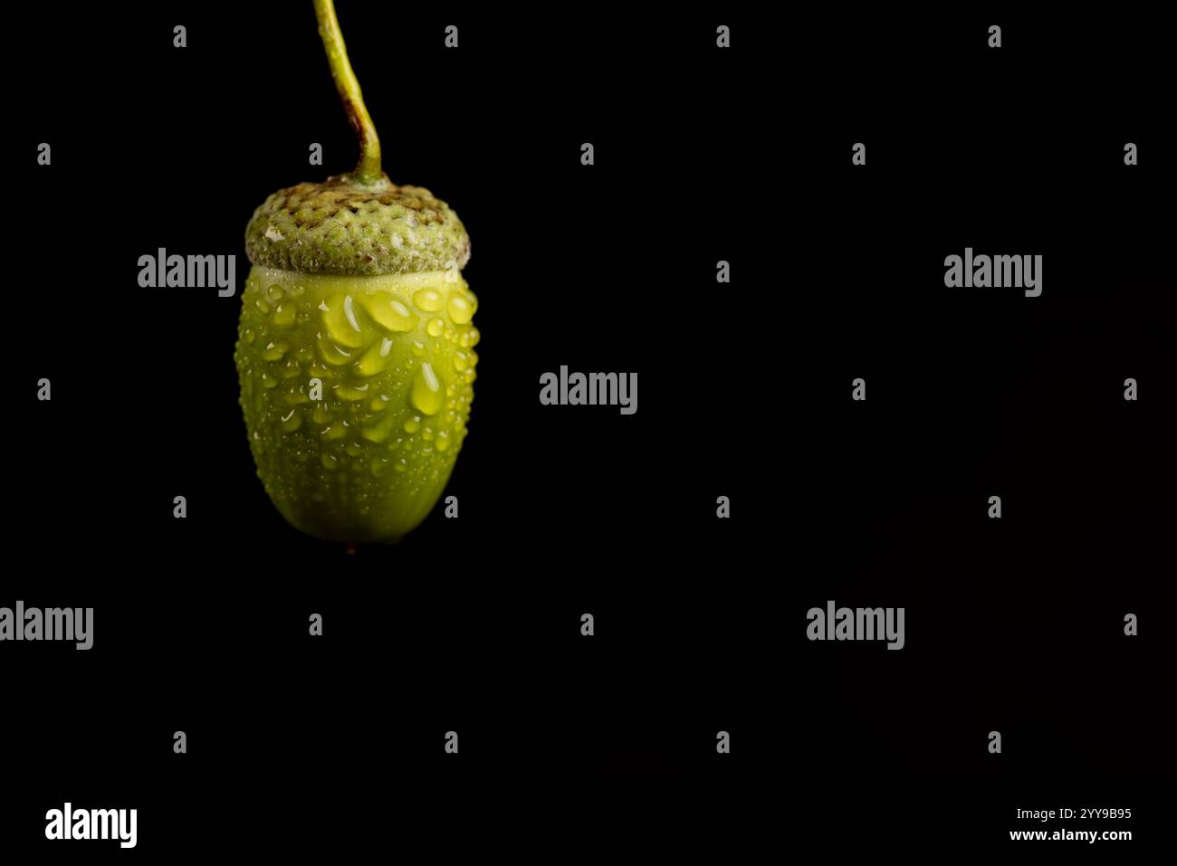 wet beautiful big oak fruits acorns, not ripe and wet in drops of water ...