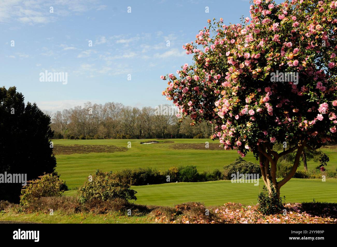 View from putting green over 2nd Fairway to 4th Green, Liphook Golf ...