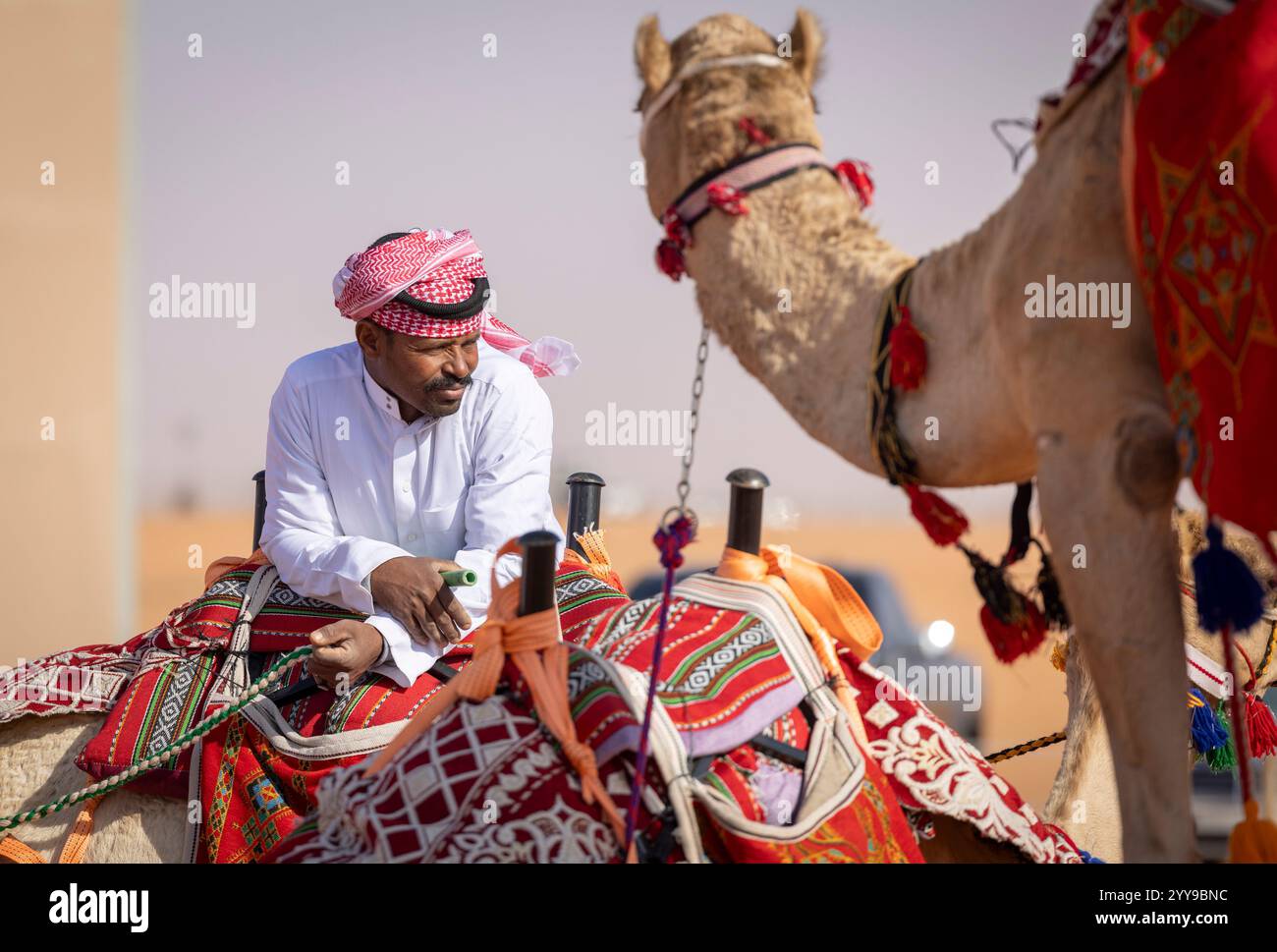 Al-Sayahid, KSA, 14th December 2024: camel rider in traditional ...