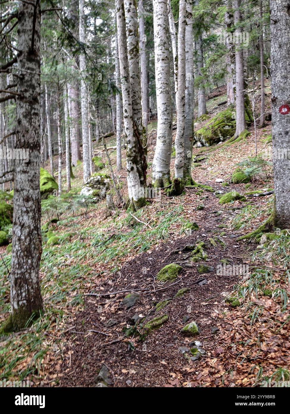 Silver birch trees hi-res stock photography and images - Alamy